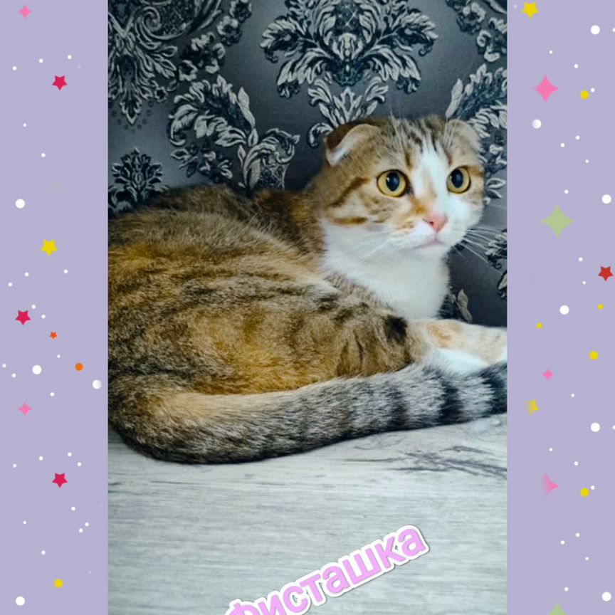 Шотландская вислоухая кошка Фисташка бесплатн