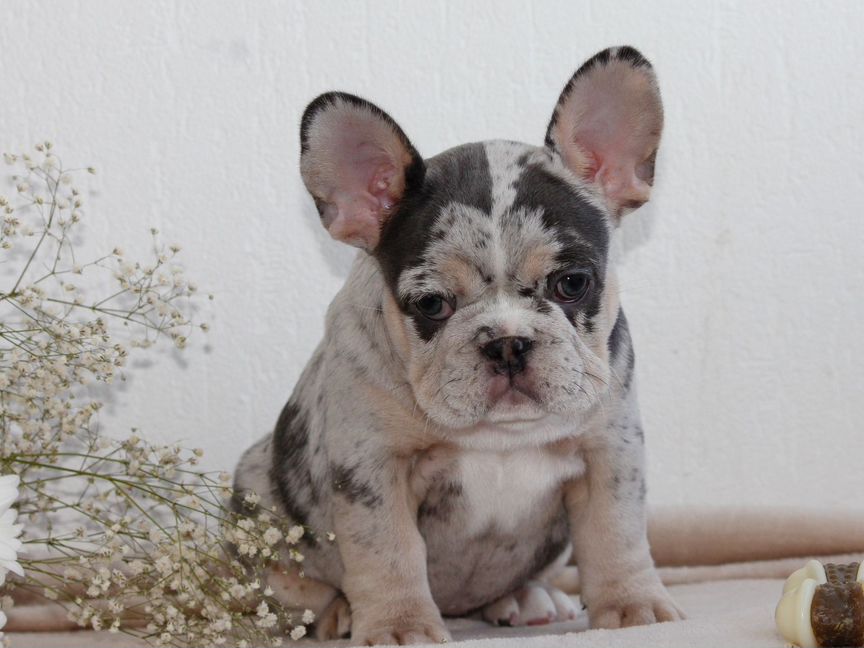 Французский бульдог