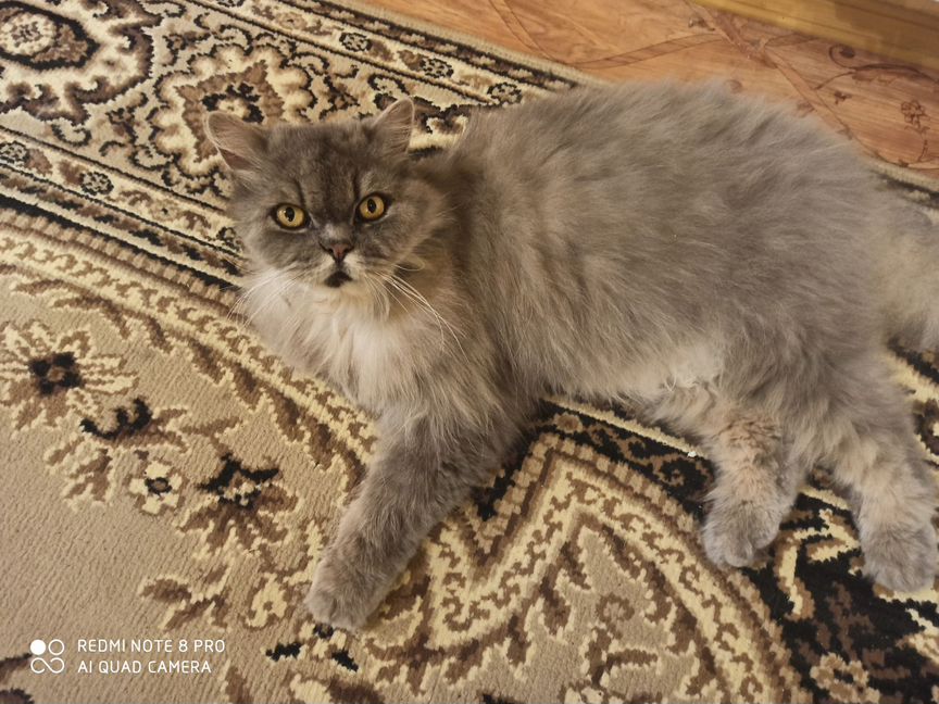 Персидская (так думаю )