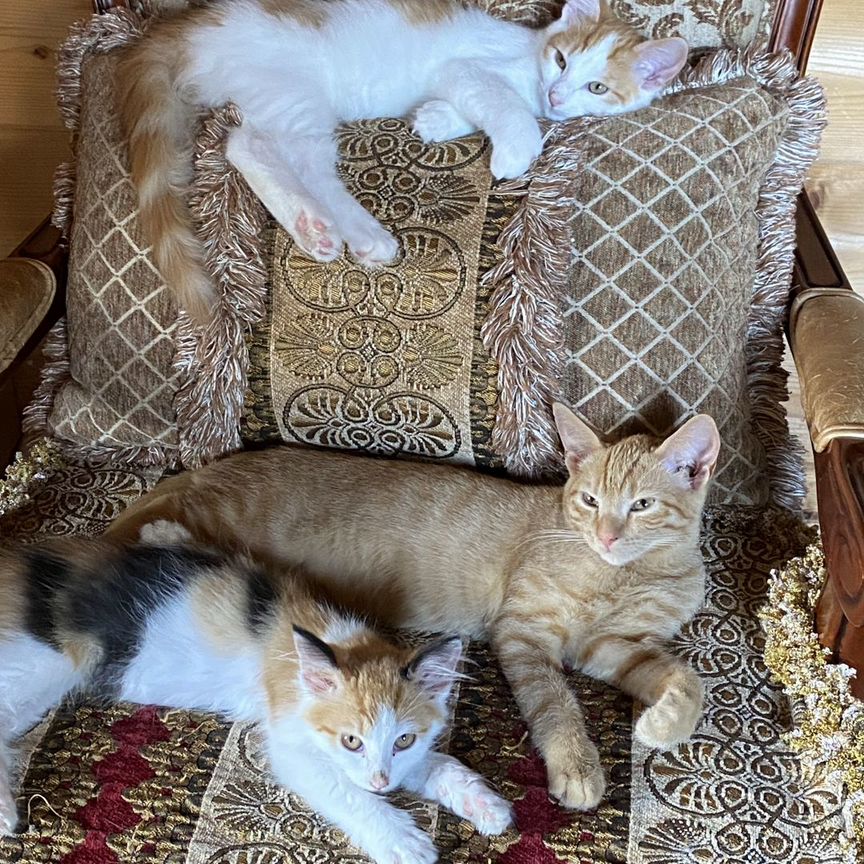 Котята в добрые руки