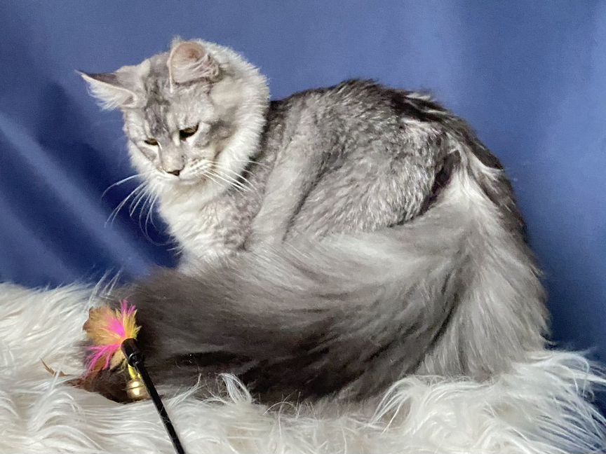 Серебряная девочка мейн кун