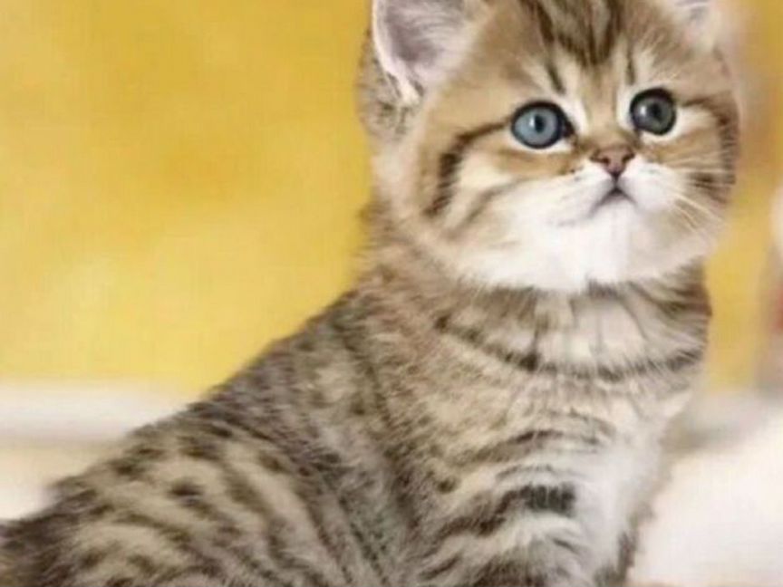 Котята шотландские прямоушки