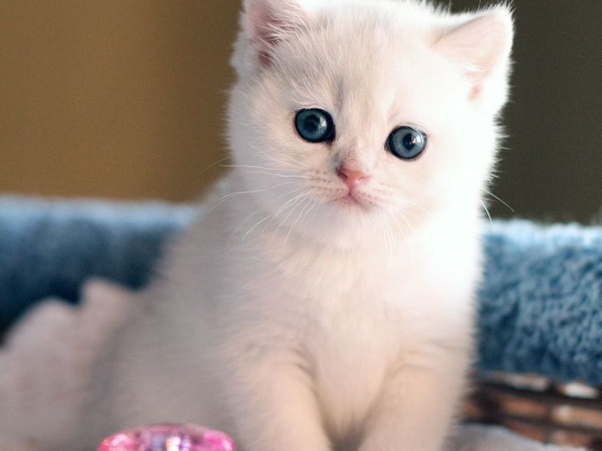 Британская серебристая шиншилла