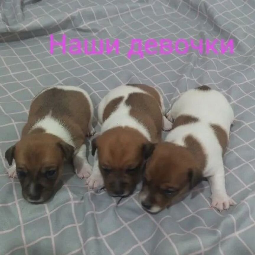 Джек-рассел-терьер, щенок