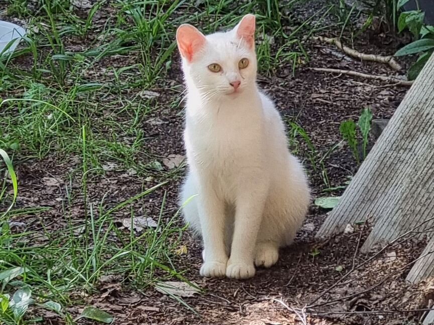 Славный котенок мальчик ищет дом. Один на даче