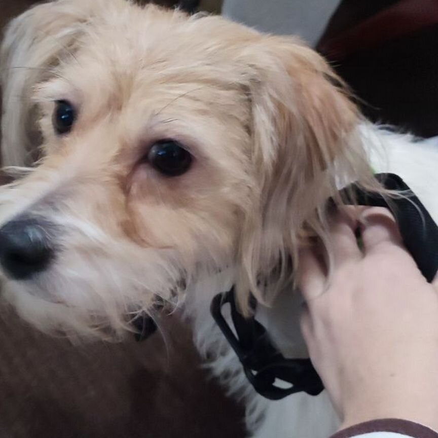 Взрослая собака в добрые руки