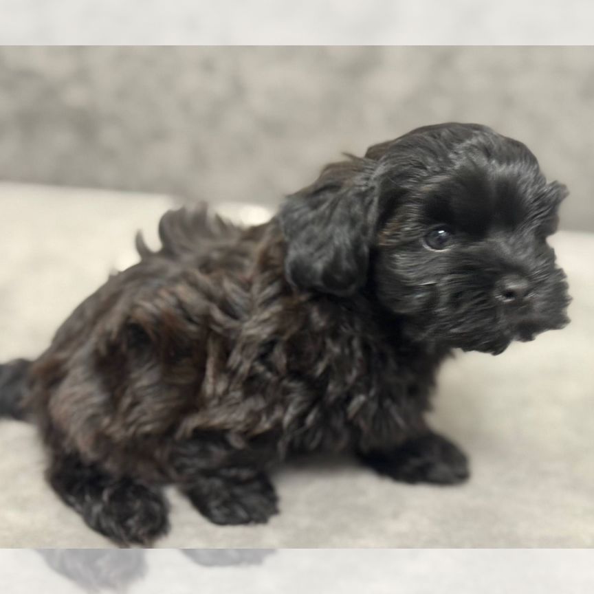 Мальтипу, щенок