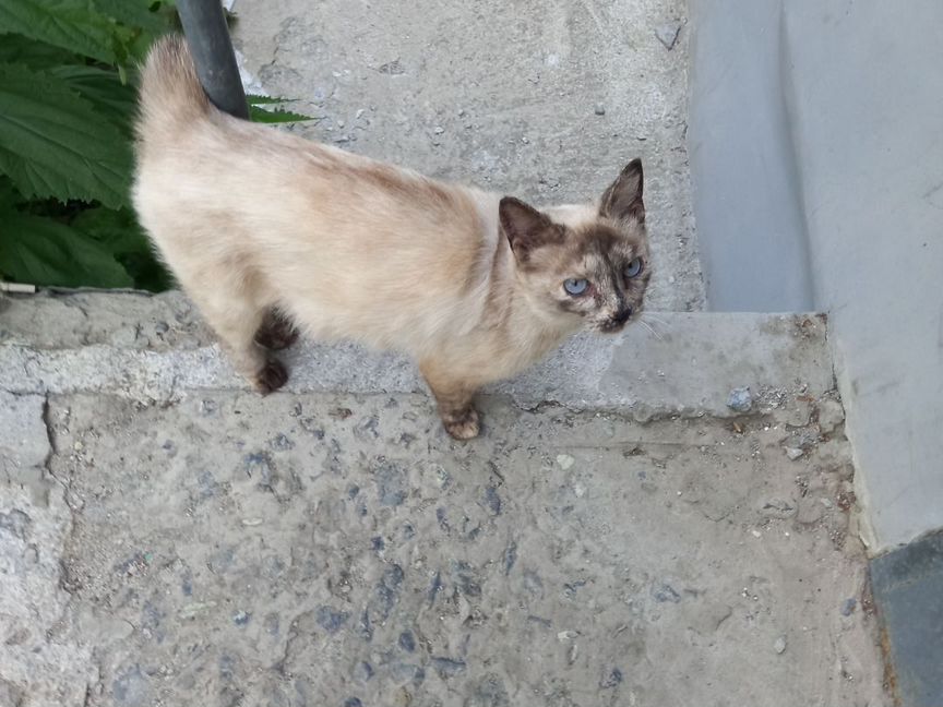 Кошка