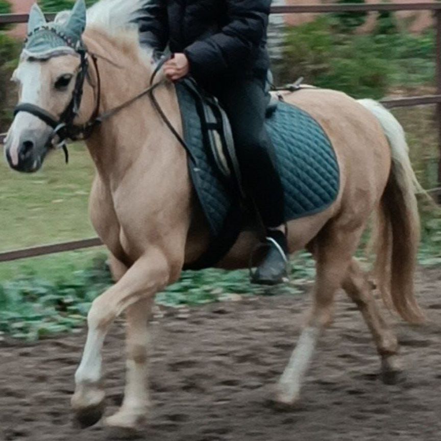 Комплект вальтрап и ушки