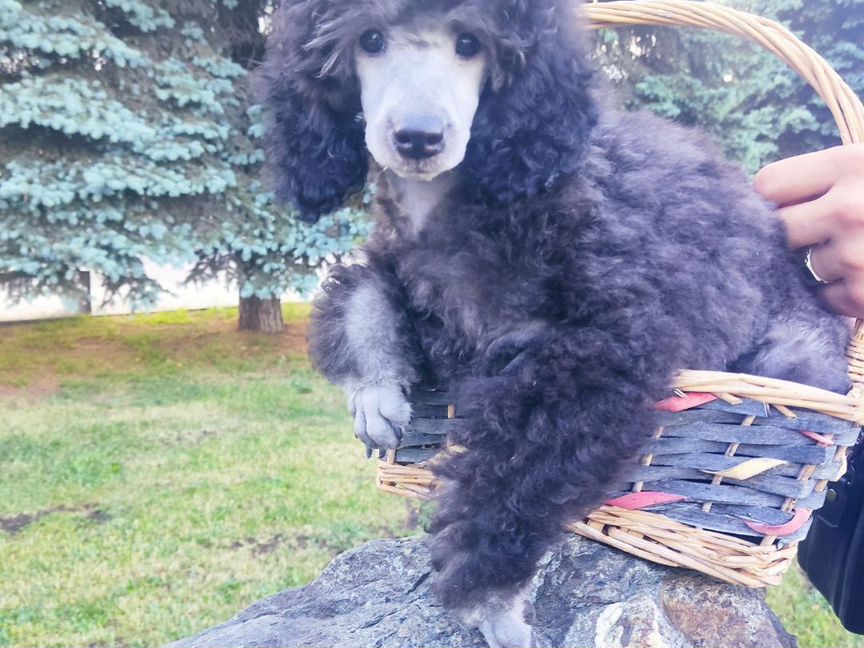 Серебристое чудо