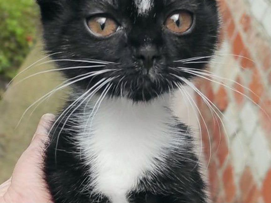 Котенок бесплатно в дар в добрые руки