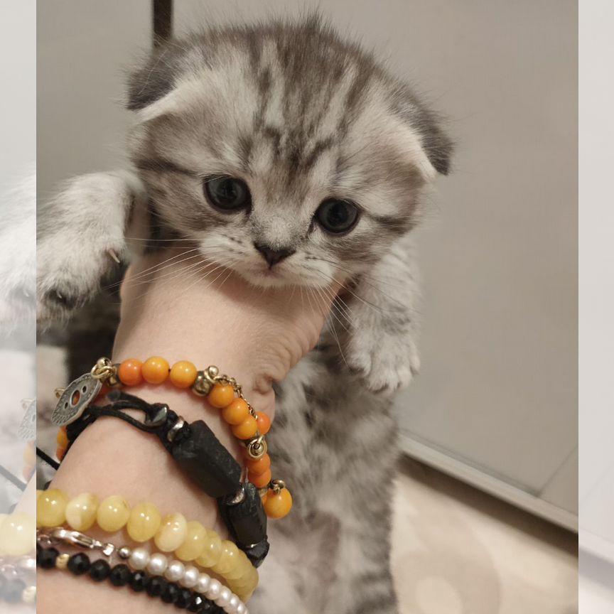 Шотландский вислоухий короткошёрстный котёнок