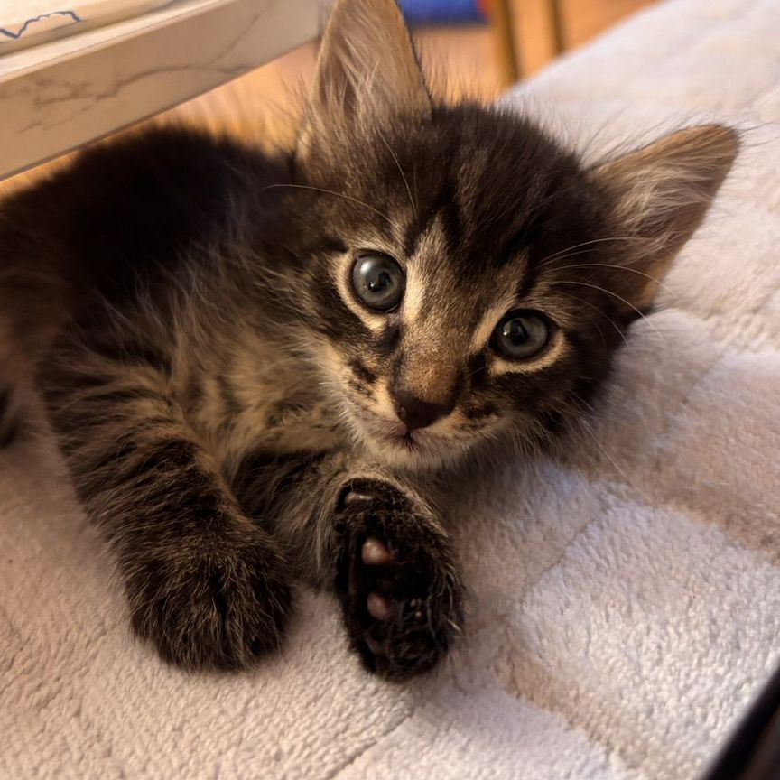 Котёнок в добрые руки