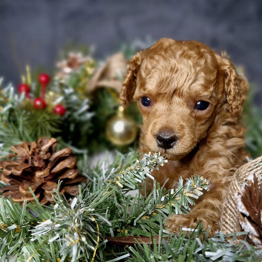 Той-пудель, щенок