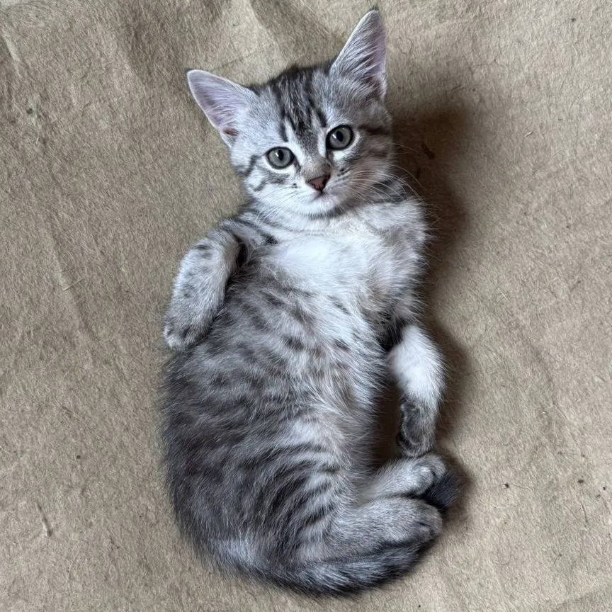 Котенок в добрые руки