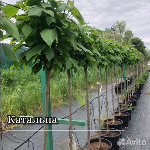 Катальпа в горшке / на штамбе купить в Краснодаре | Товары для дома и ...