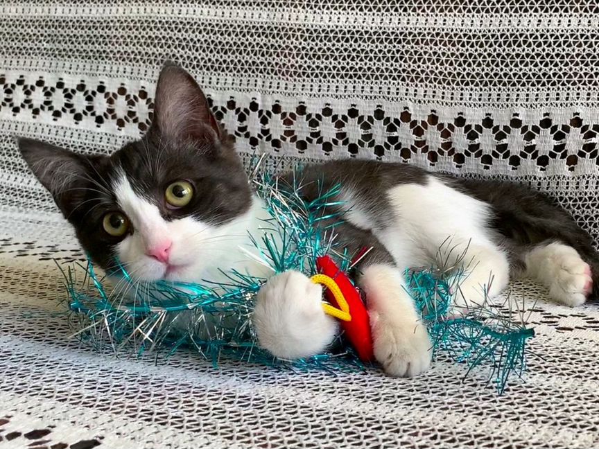 Котомодель в лучшие руки