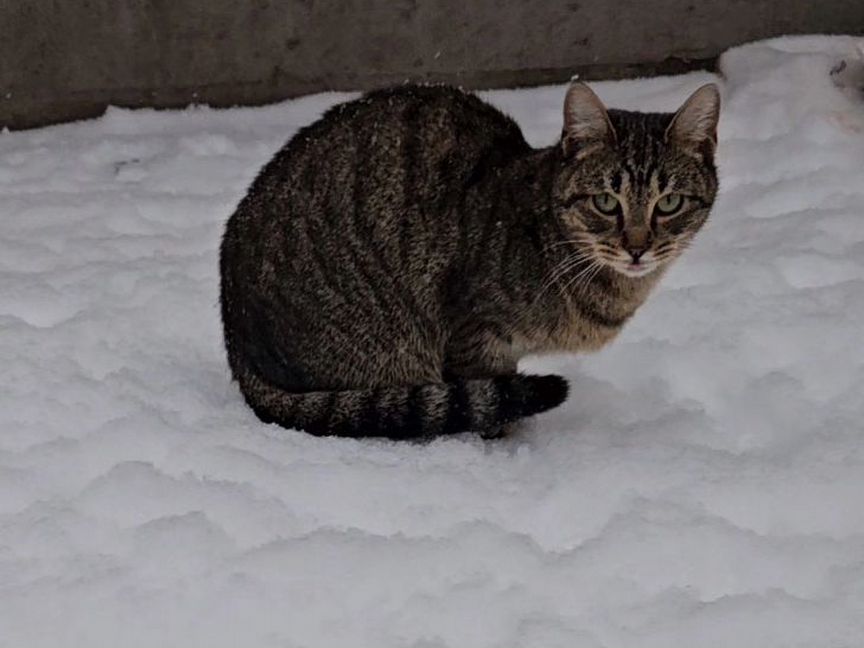 Кошке нужен шанс