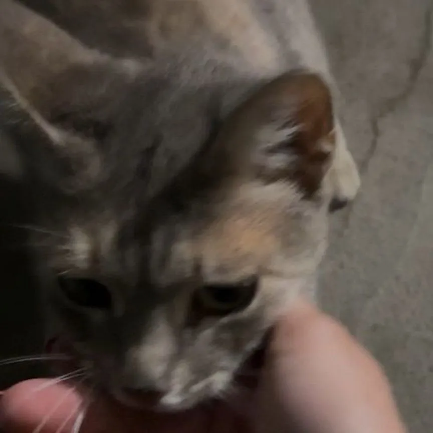 Кошка
