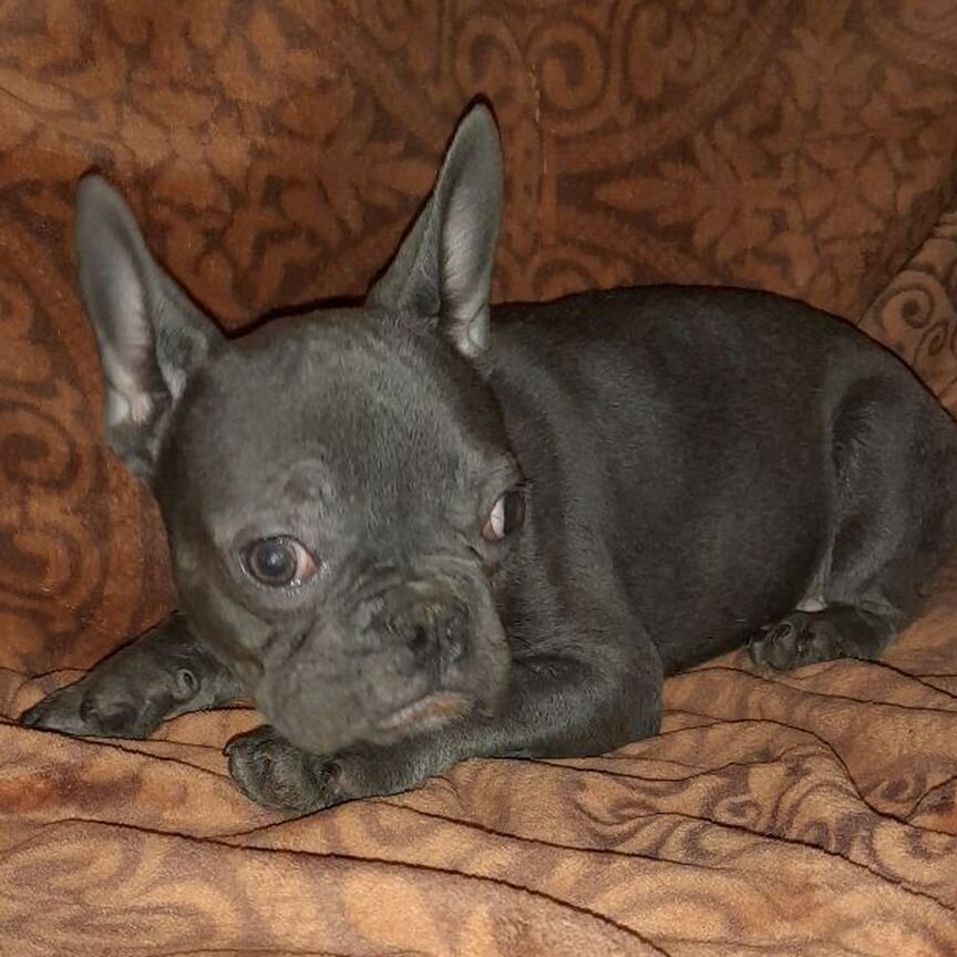 Карапуз в голубом наряде