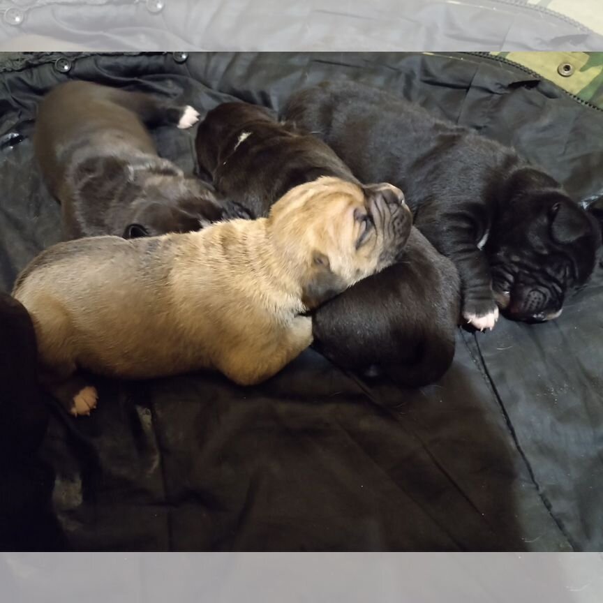 Щенки кане корсо