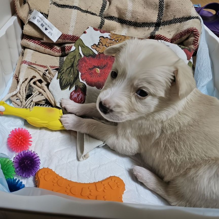 Щенок в добрые руки