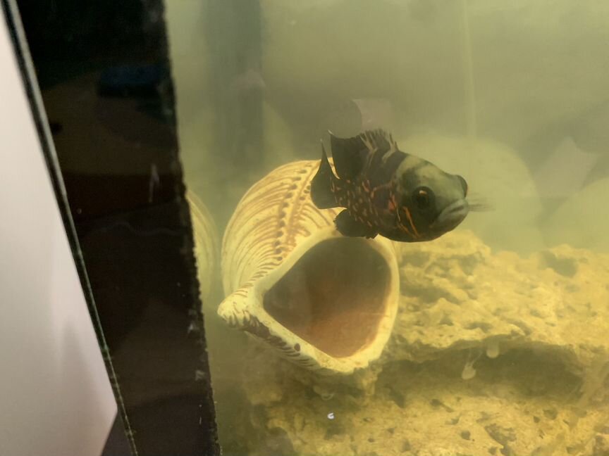 Астронотус продажа или обмен