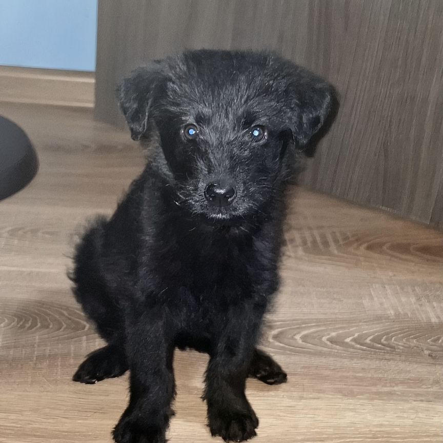 Щенок в добрые руки