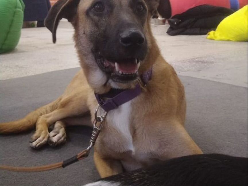 Лайма ищет дом или передержку