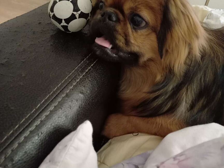 Вязка пекинес