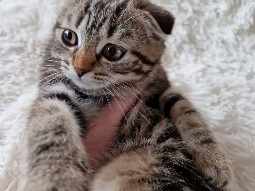 Шотландская вислоухая кошка мраморная