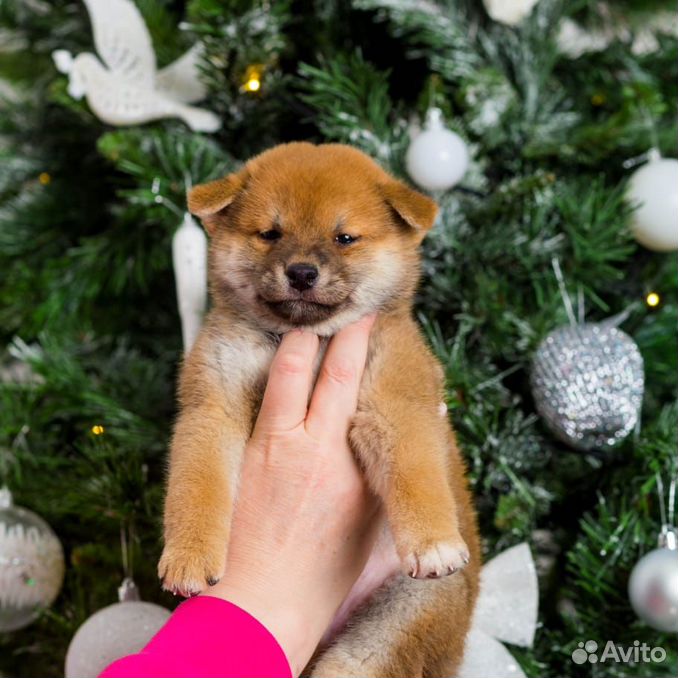 Щенки сиба ину