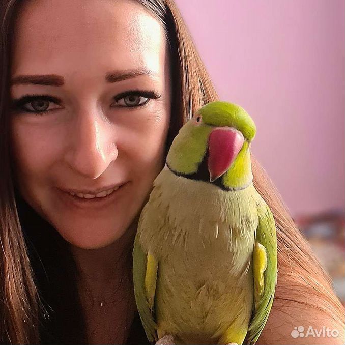 Большой зелёный ожереловый попугай