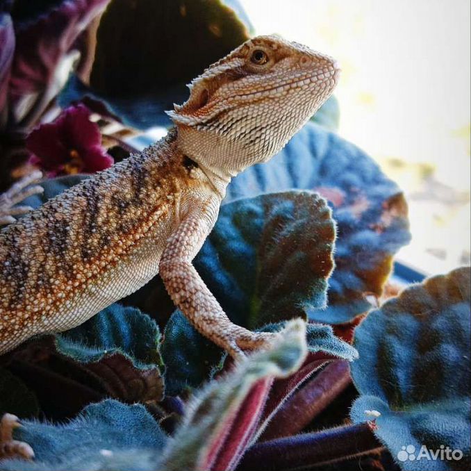 Бородатая агама самка