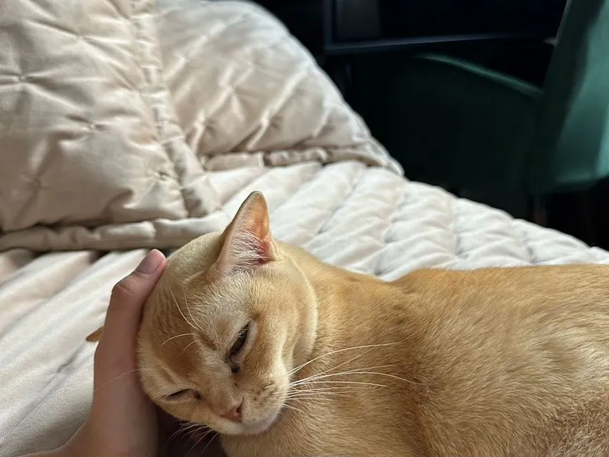 Кот породы Бурма