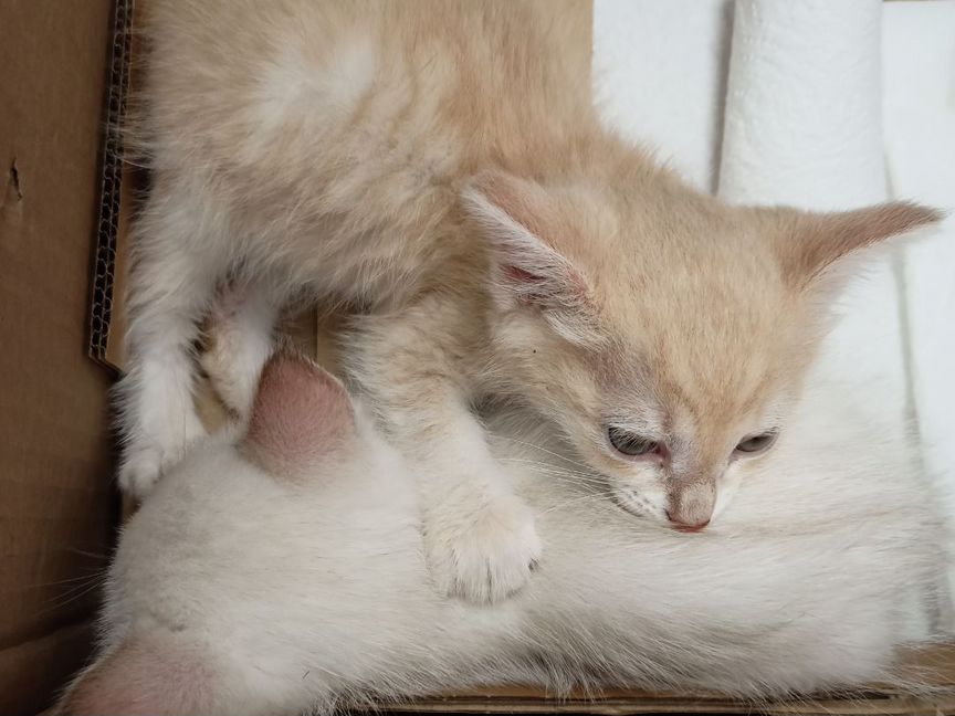 Котята в добрые руки бесплатно