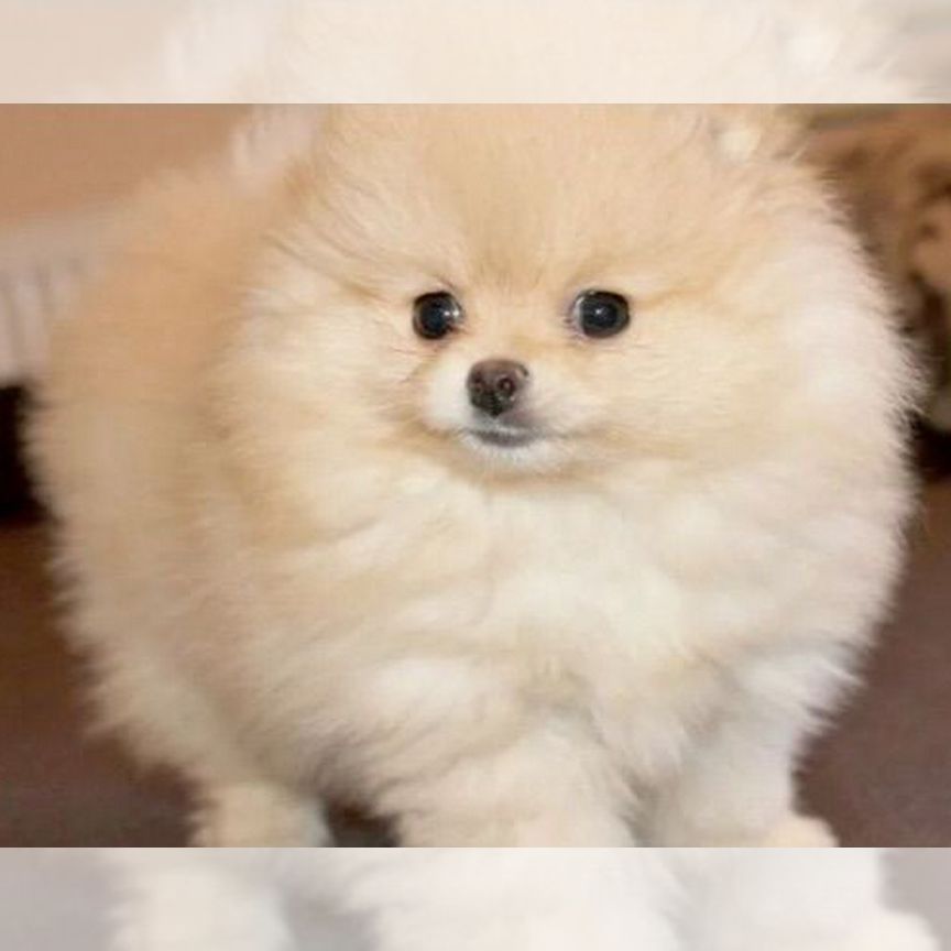 Померанский шпиц