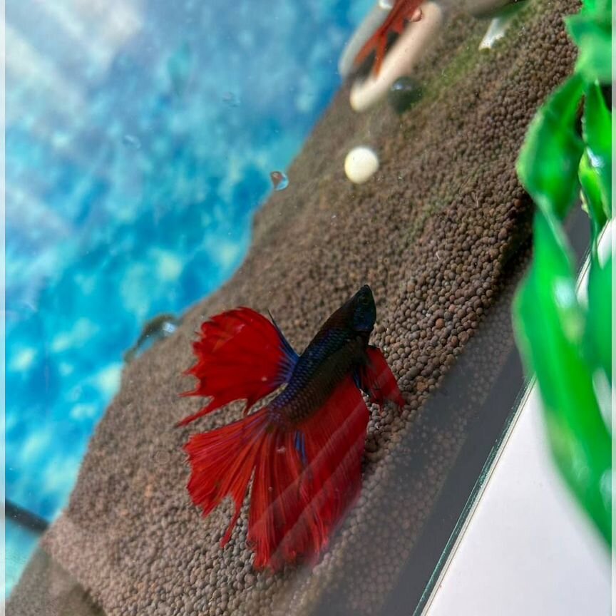 Рыбка петушок самец