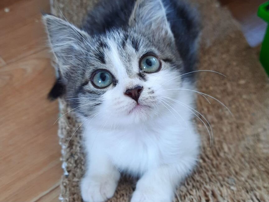 Котёнок ищет хороших хозяев