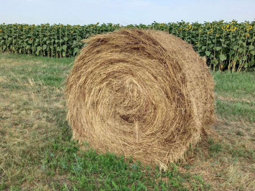 Сено в рулонах