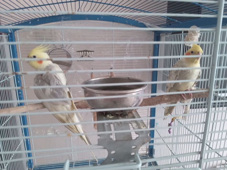 Пара попугаев кареллы, готовы к размножению