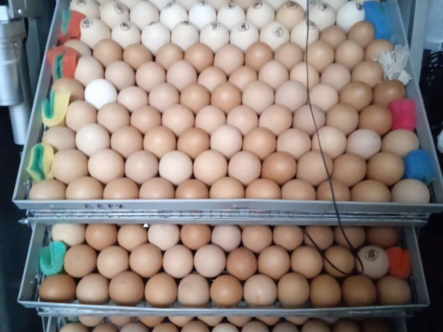 Цыплята голошейки и Редбро месячные