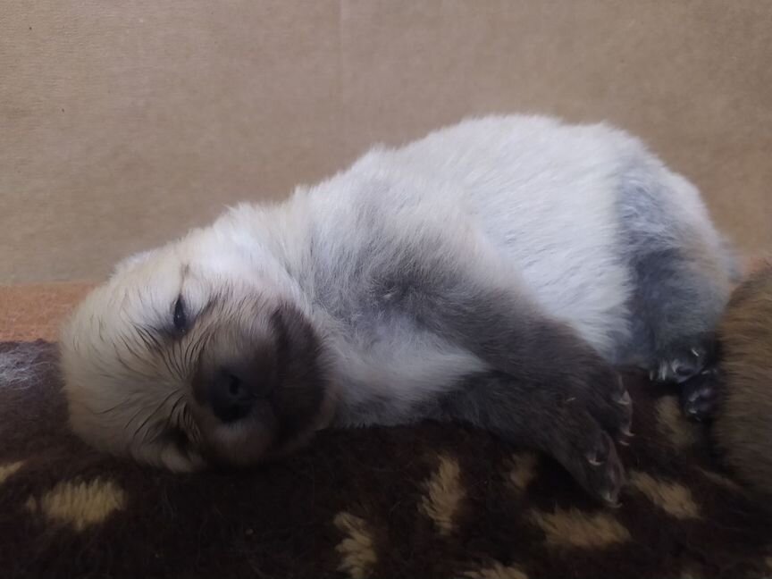 Щенки от двух прекрасных немецких мини-шпицев