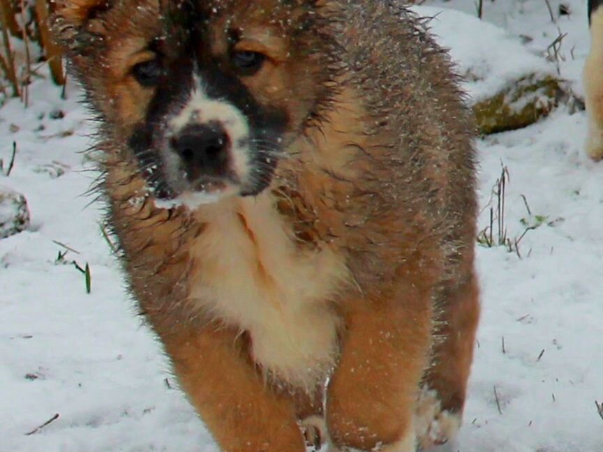 Среднеазиатская овчарка алабай