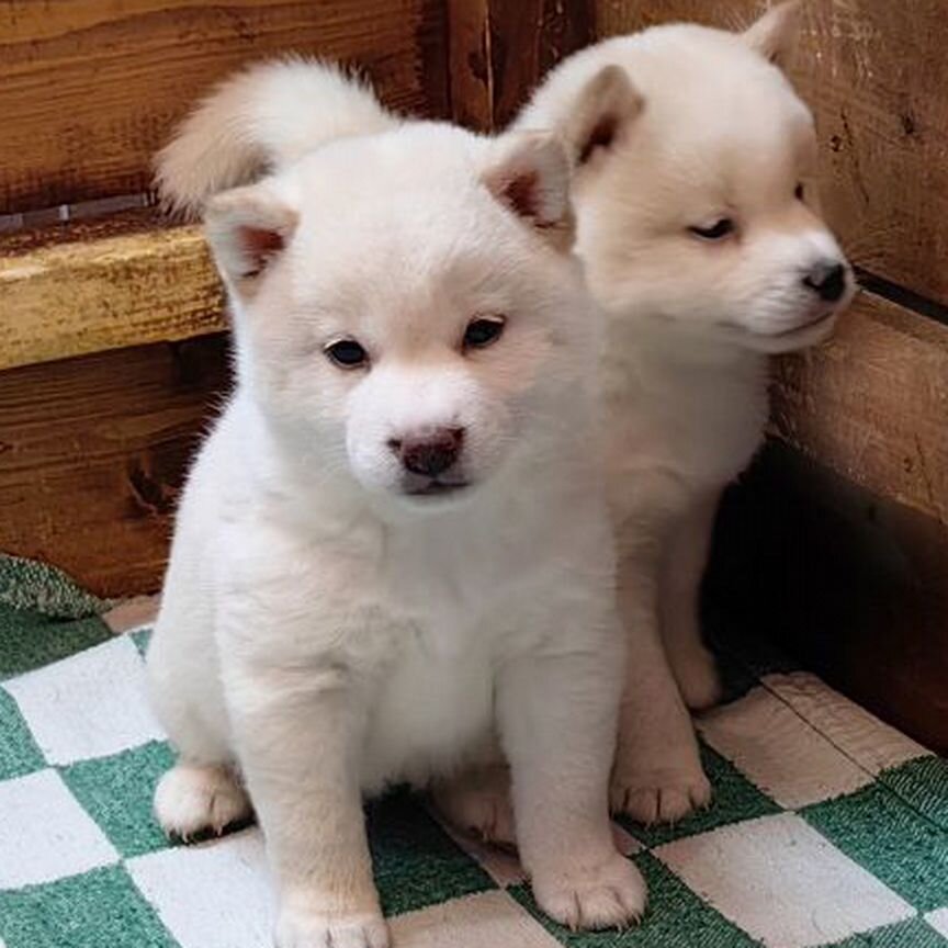 Сиба-ину, щенок