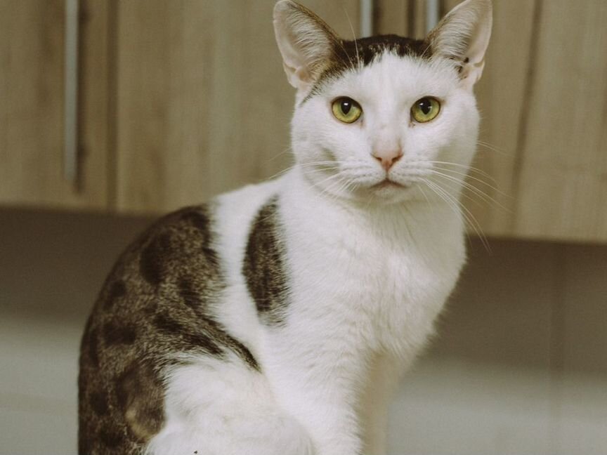 Котик в горошек