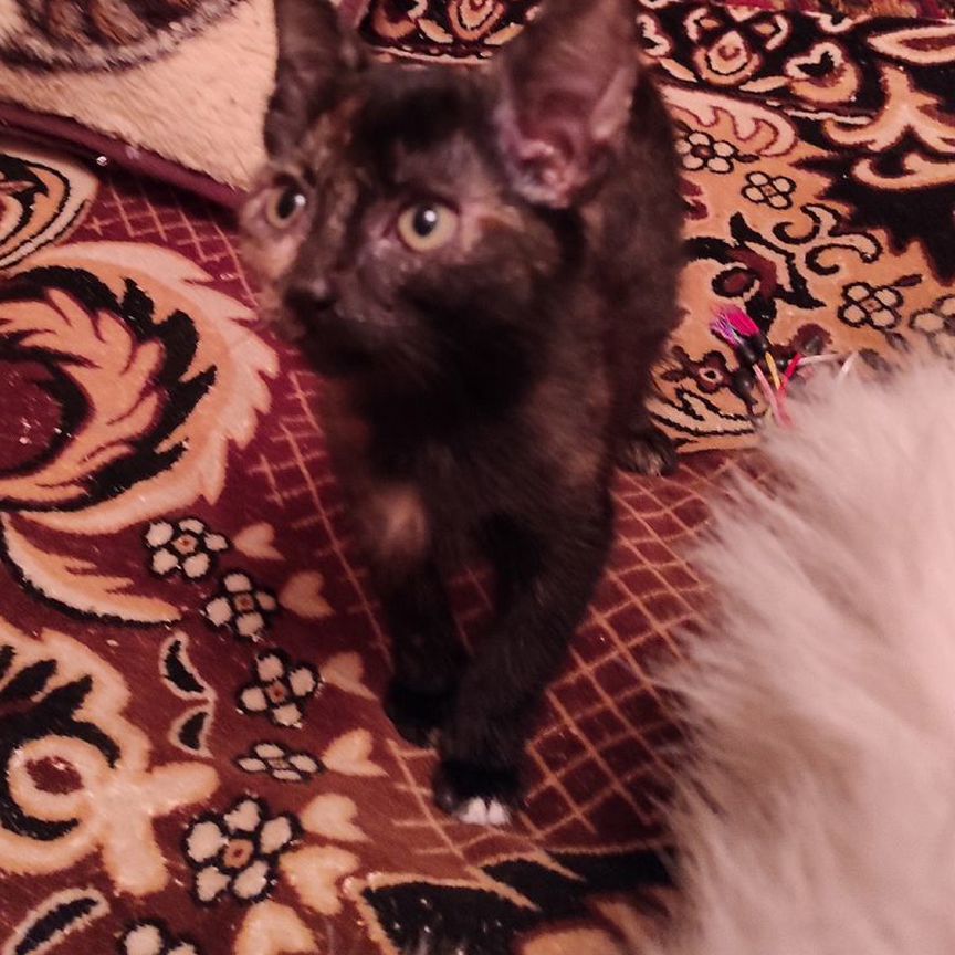 Малышка черепахового окраса 2 мес