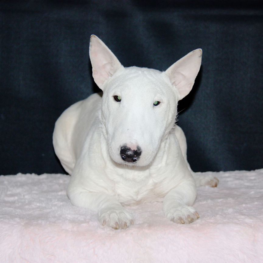 Мини-бультерьер, щенок