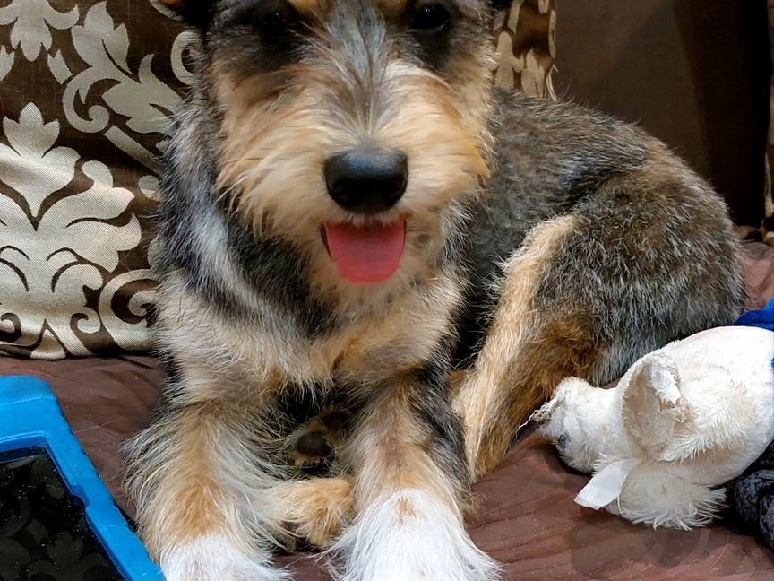 Маленькая собака в добрые руки