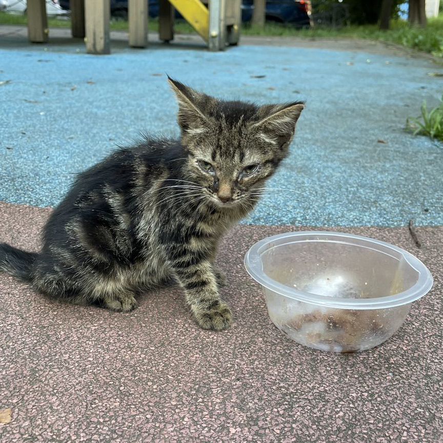 Котенок в добрые руки